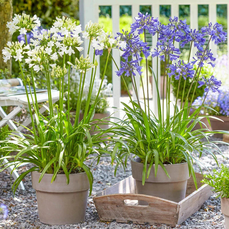 Buy Everpanthus Agapanthus Collection | Breck's Canada