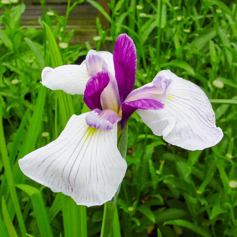 Buy Fortune Japanese Irises Online | Breck's Bulbs Canada
