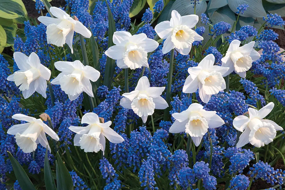 Deer-Resistant Garden Design for Canadian Gardens – Breck's