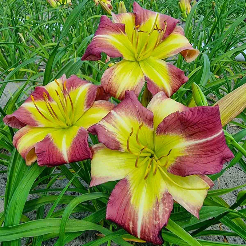 Mike Reed Reblooming Daylily – Breck's