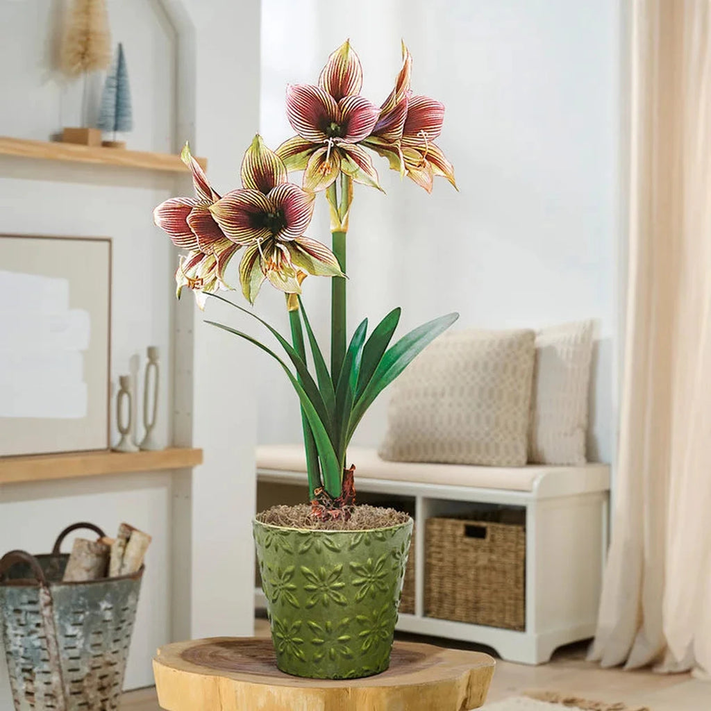 Collectible Papilio Amaryllis Gift | Shop Breck’s Canada
