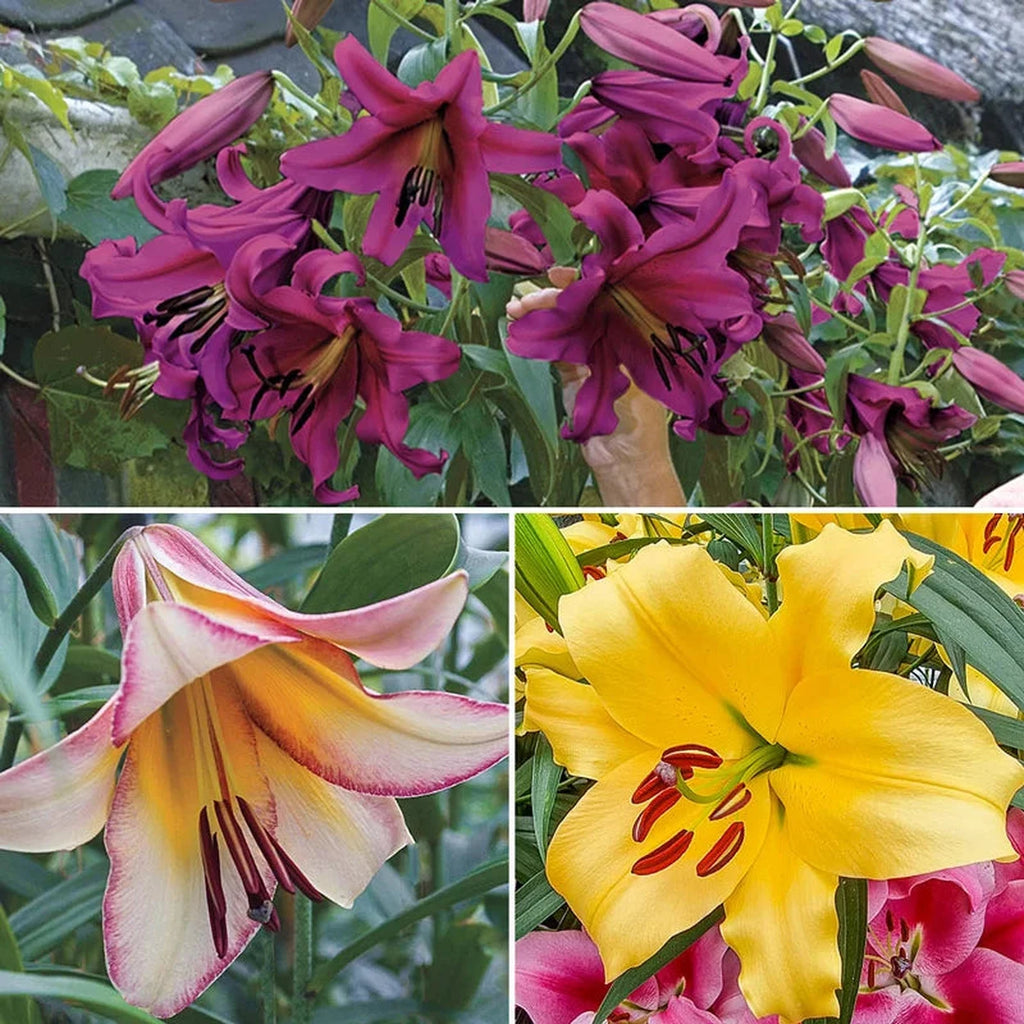 Sunrise Summit Lily Tree Collection | Breck's Bulbs Canada