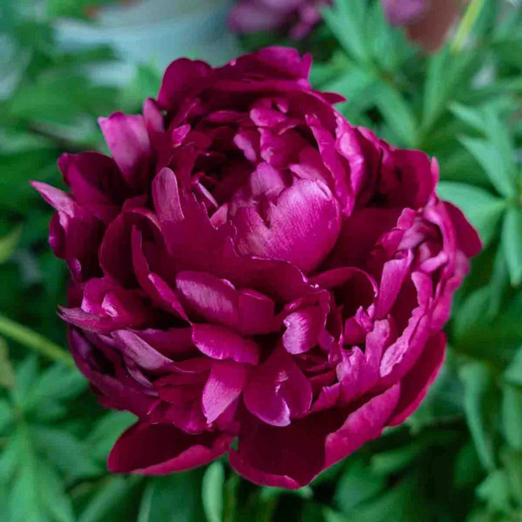 Peter Brand Peony – Breck's