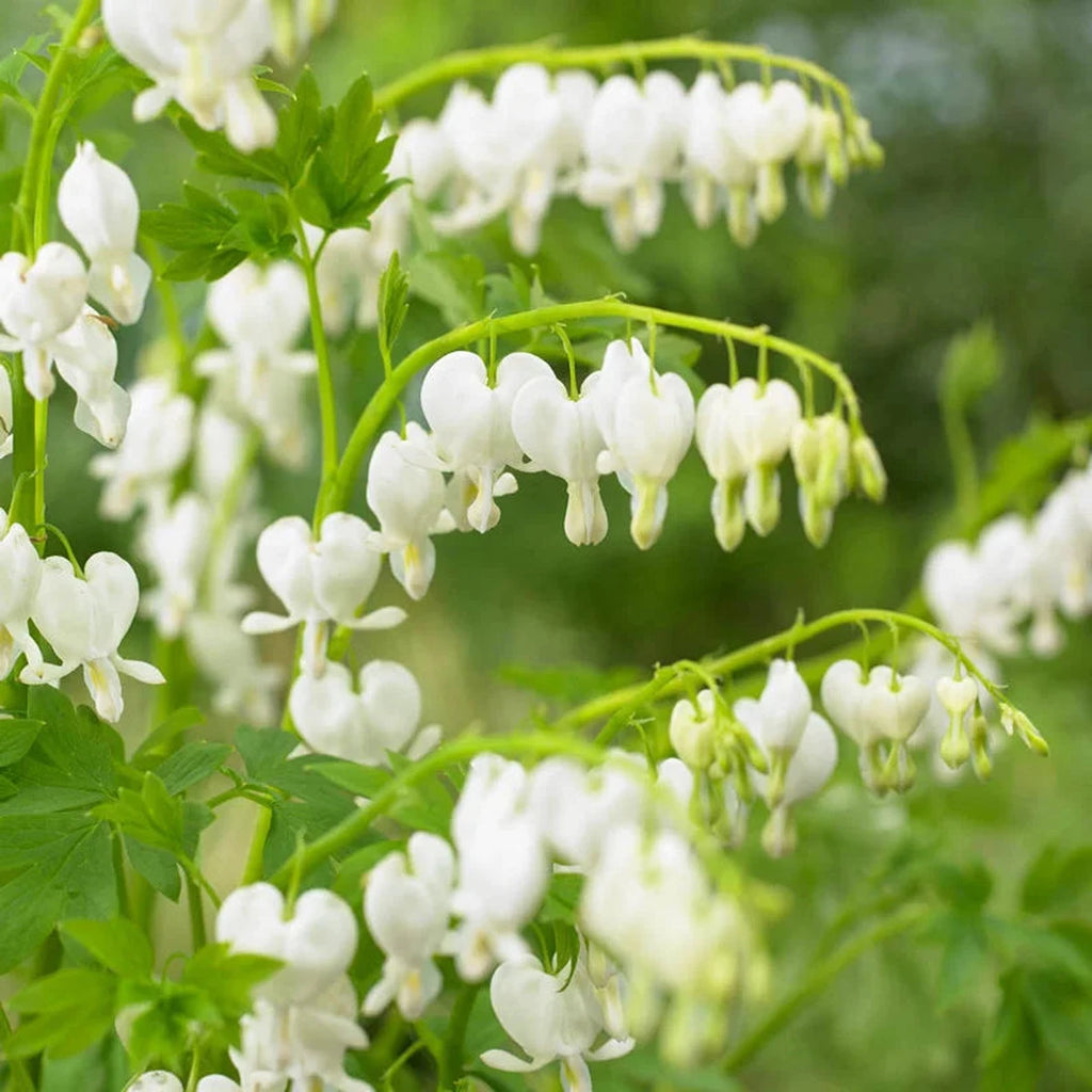 White Old-Fashioned Bleeding Heart – Breck's