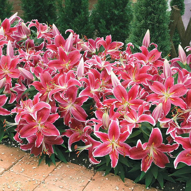 Stargazer Lily Online | Shop Online | Breck's Bulbs Canada