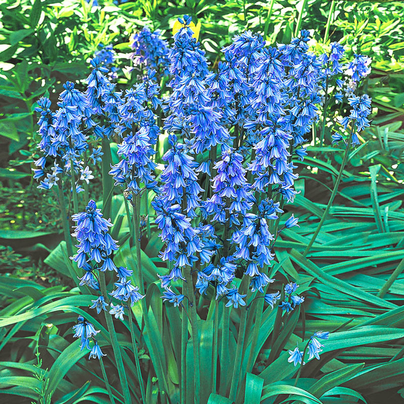 Buy Spanish Bluebells | Spring Bulbs | Breck's Bulbs Canada – Brecks Canada