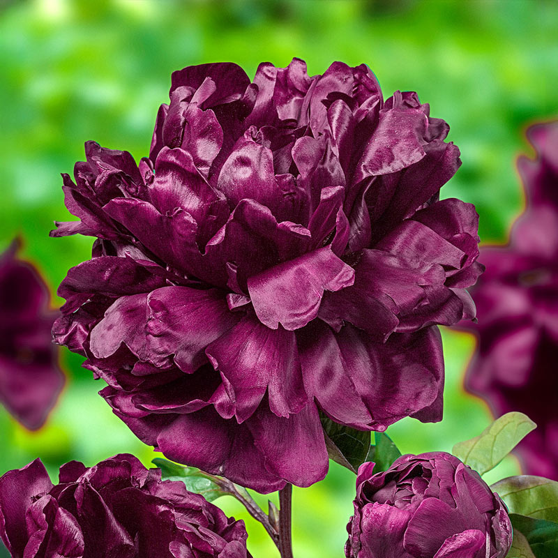 New at Breck's Canada | Garden Bulbs, Decor, Tools and More – Brecks Canada