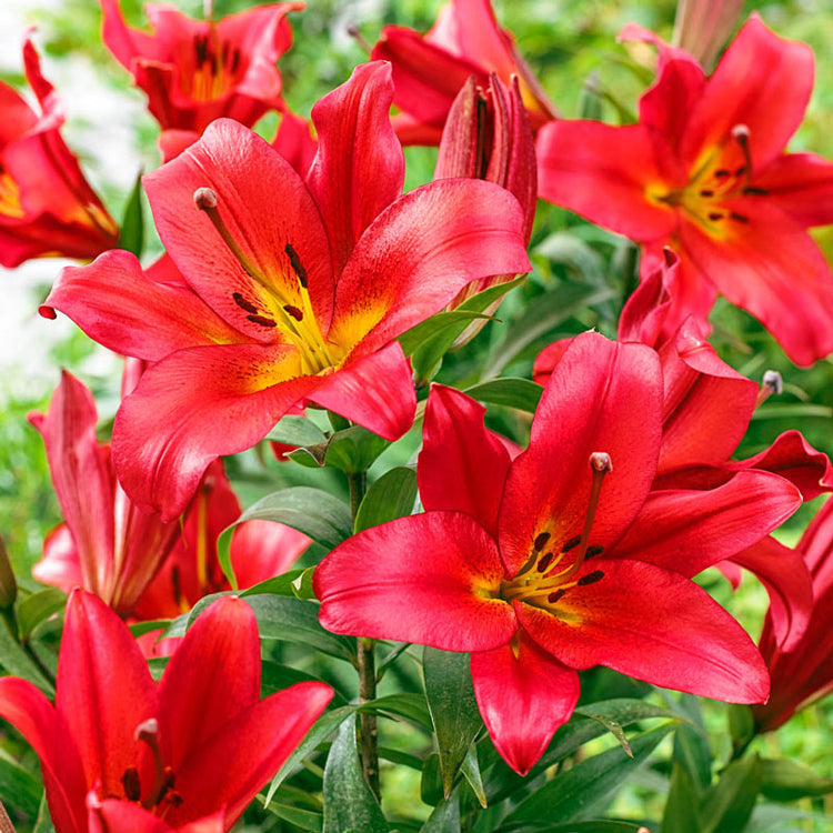 Buy Lily Trees Online at Breck's Canada