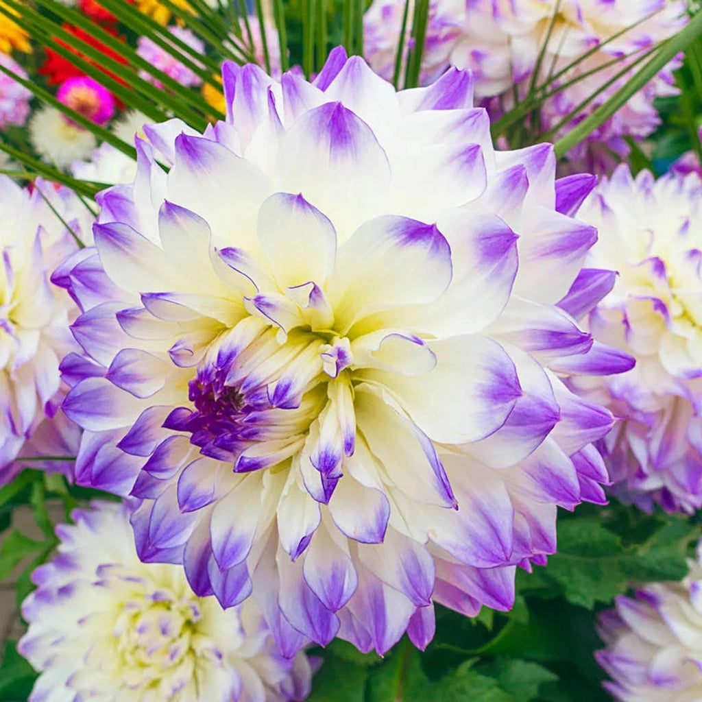 Hapet Blue Eyes Dahlia – Breck's