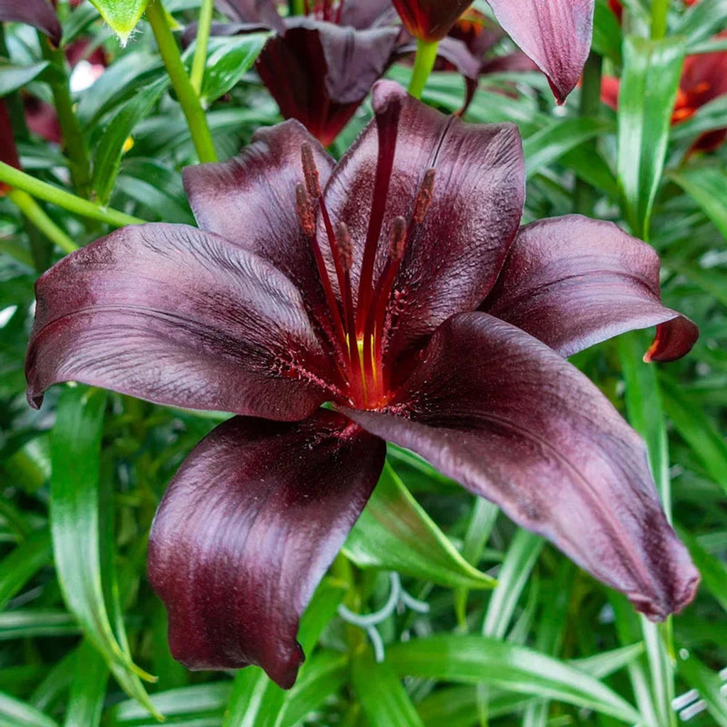 Nightrider Lily – Breck's