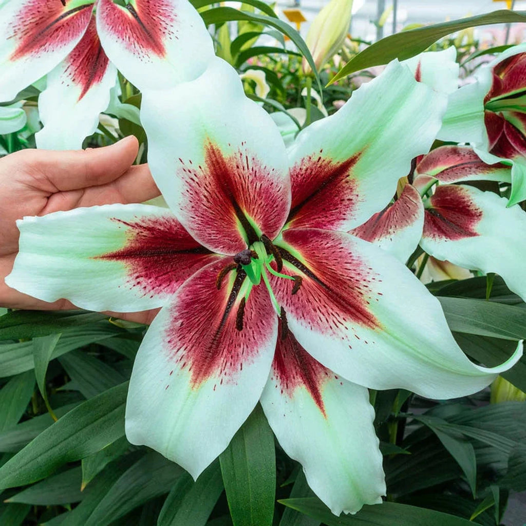 Buy Zeba Lily Online | Summer Bulbs | Breck's Bulbs Canada