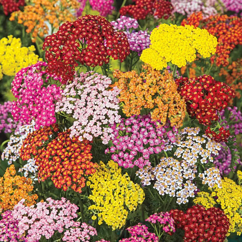 Rainbow Yarrow Mixture – Breck's