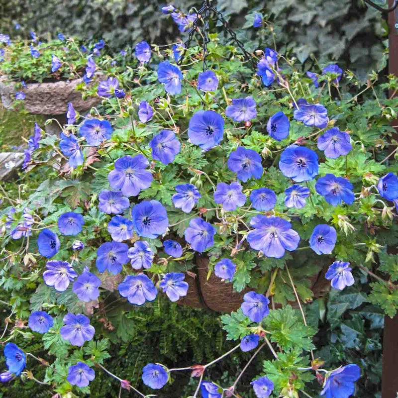 Buy Rozanne Everblooming Geranium | Breck's Bulbs Canada