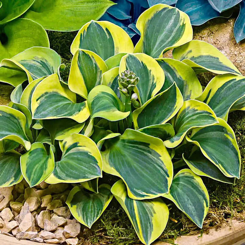 Mighty Mouse Mini Hosta – Breck's