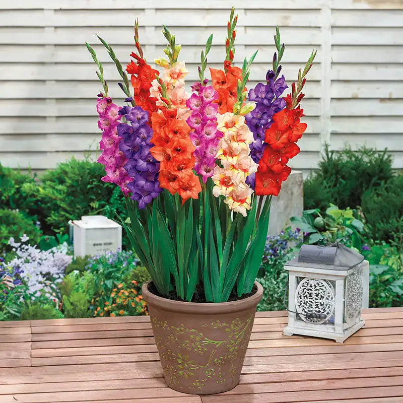 Glamini® Gladiolus Mixture – Breck's