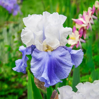 Stairway to Heaven Iris | BrecksBulbs.ca – Brecks Canada
