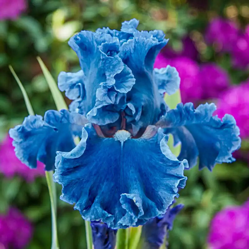 Bubbling Waves Tall Bearded Iris – Breck's