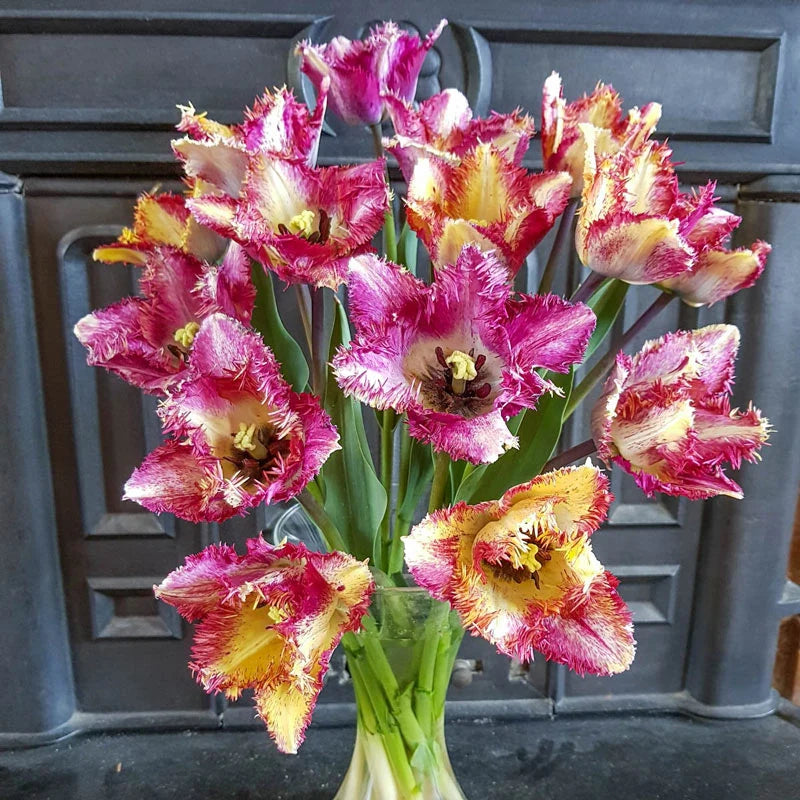 Colour Fusion Tulip | Spring Bulbs | Breck's Bulbs Canada