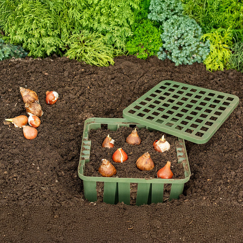 Bulb Basket – Brecks Canada