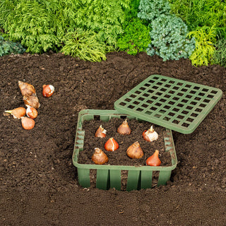 Bulb Basket – Brecks Canada