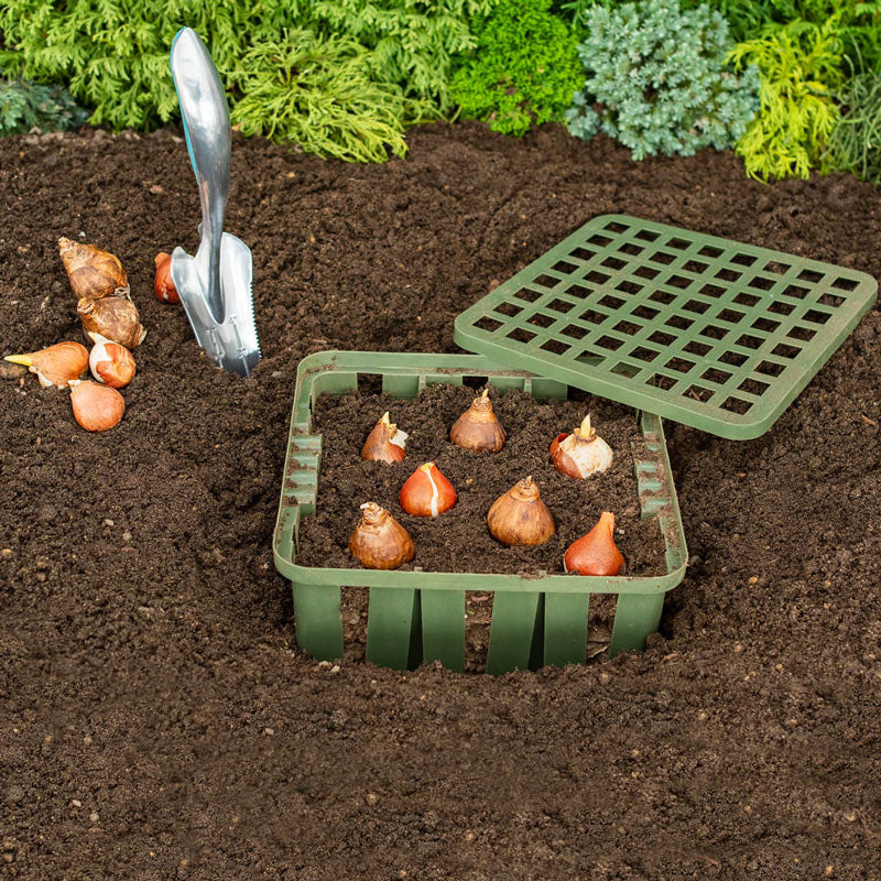 Bulb Basket – Brecks Canada