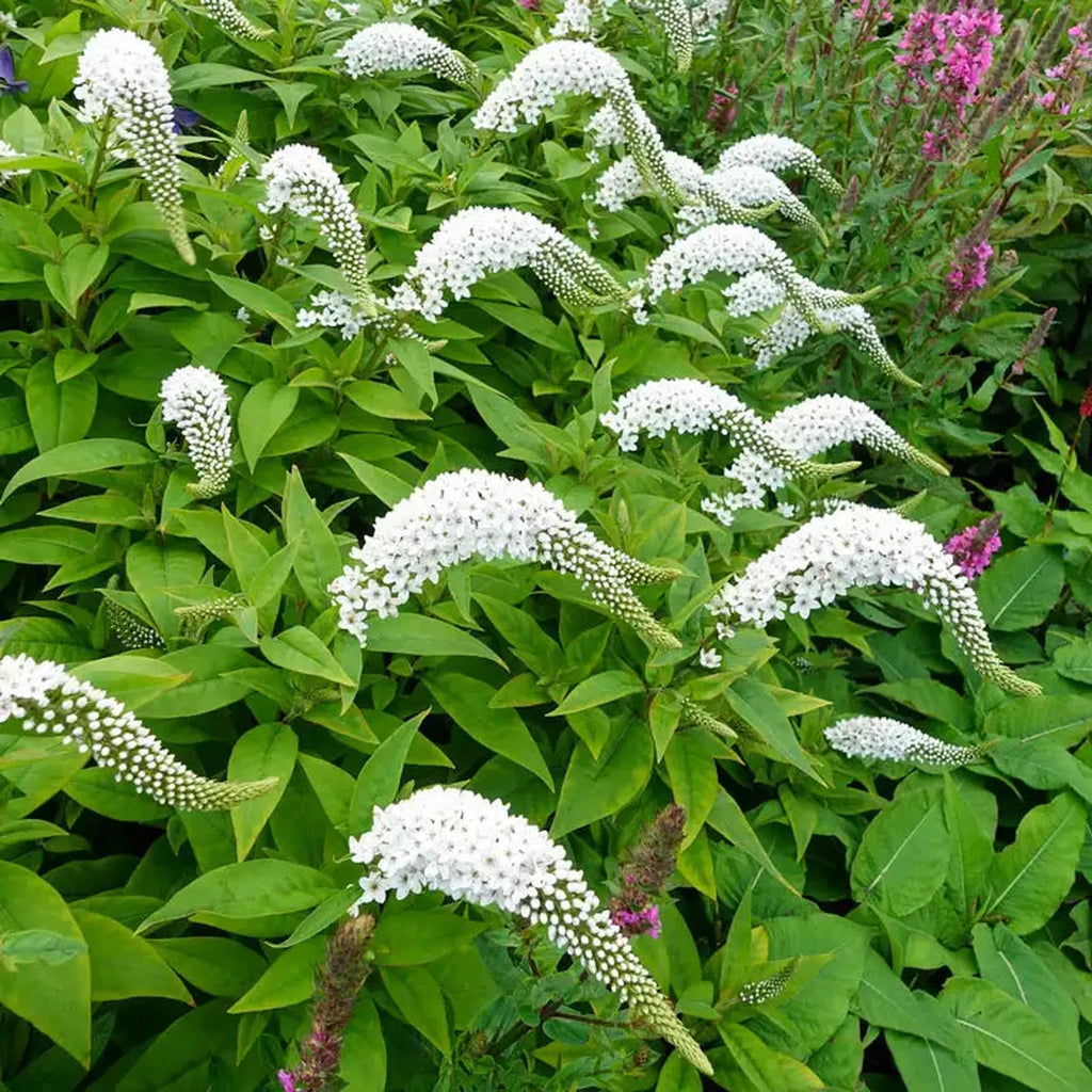 Gooseneck Loosestrife – Breck's