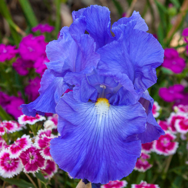 Victoria Falls Reblooming Bearded Iris | BrecksBulbs.ca – Brecks Canada