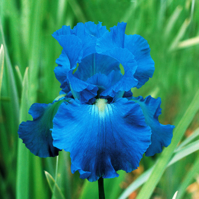 Victoria Falls Reblooming Bearded Iris | BrecksBulbs.ca – Brecks Canada