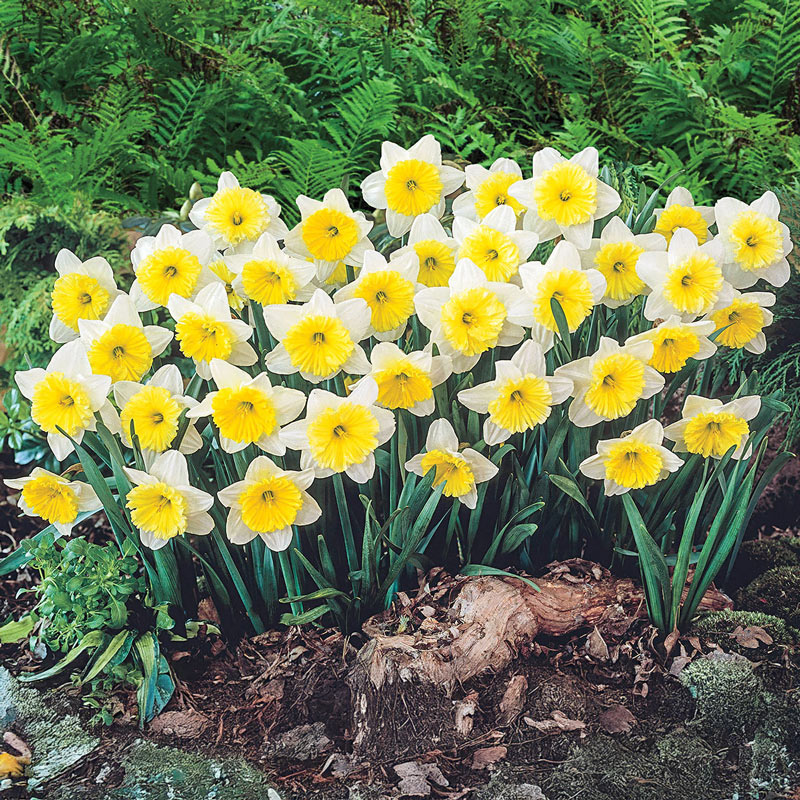 Ice Follies Daffodil | BrecksBulbs.ca – Brecks Canada