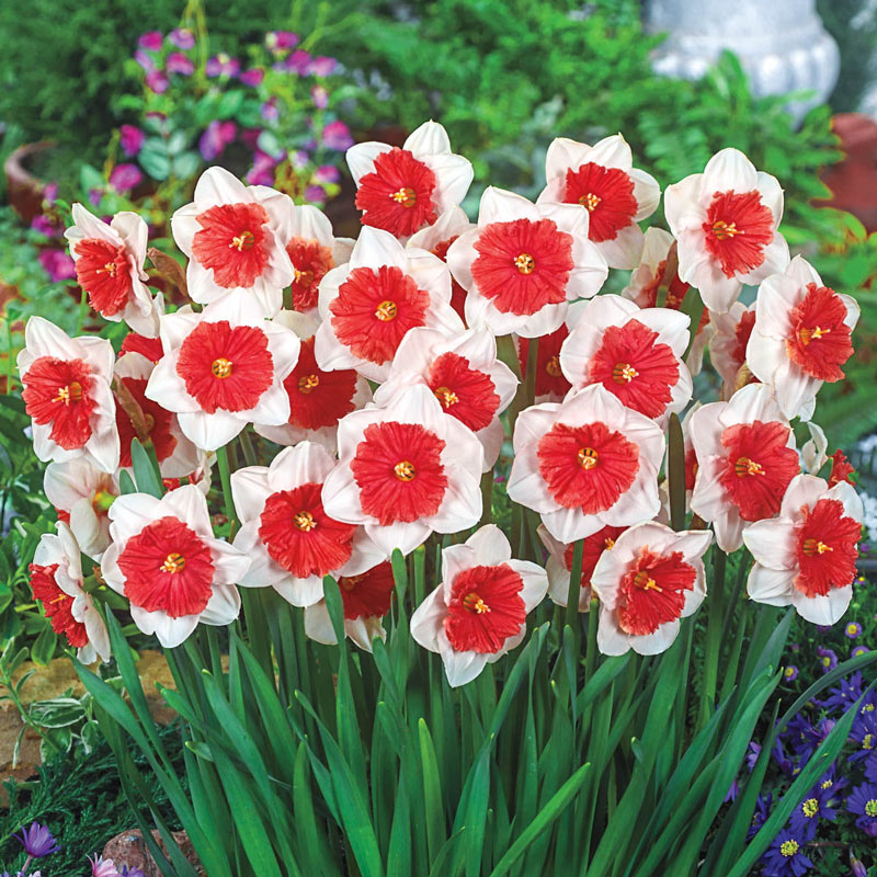 Riot Daffodil | BrecksBulbs.ca – Brecks Canada