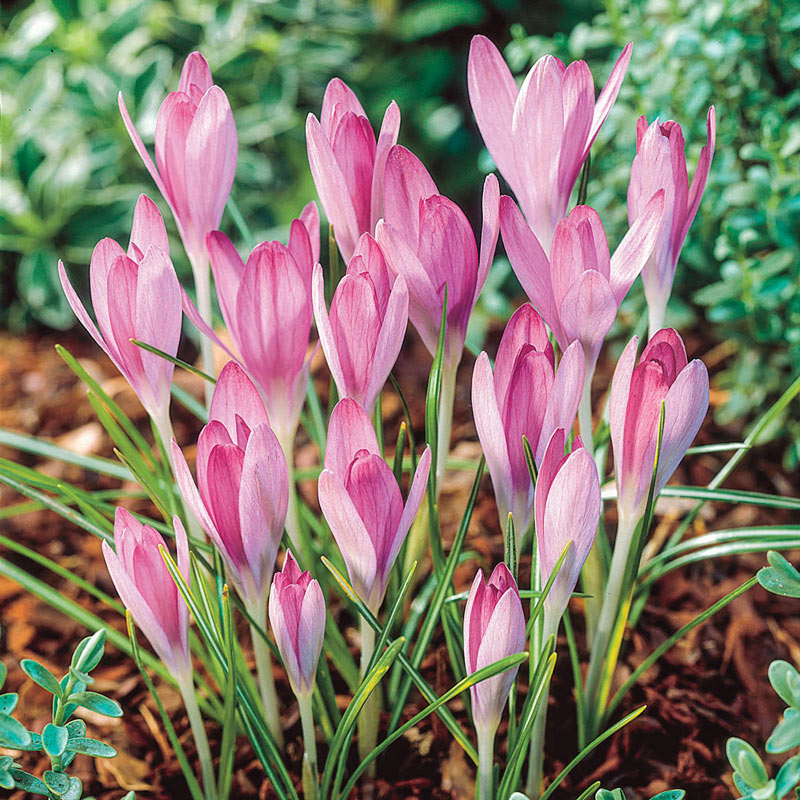 Pink Snow Crocus | BrecksBulbs.ca – Brecks Canada