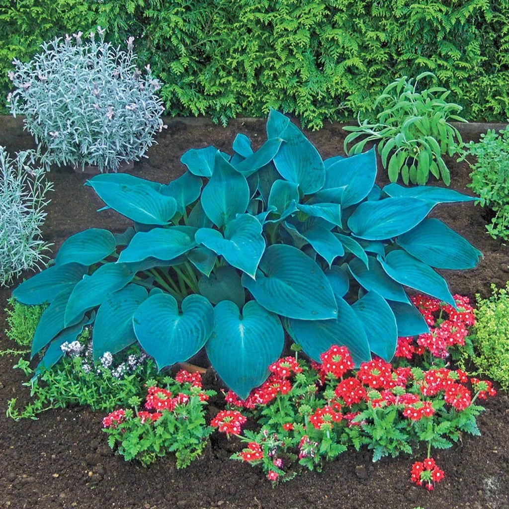 Canadian Blue Hosta | Shop Online | Breck's Bulbs Canada