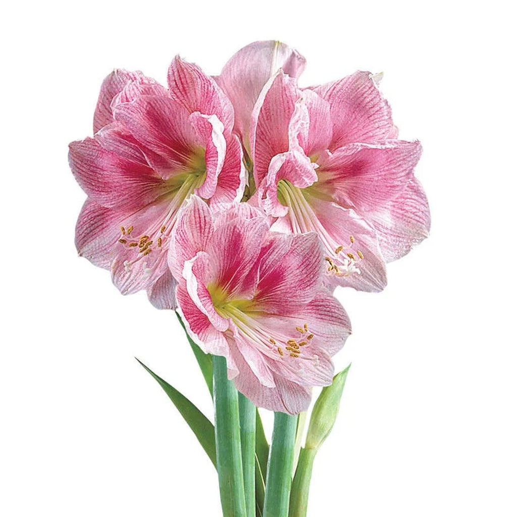 Amaryllis Blushing Bride | Tropical Bulbs | Breck's