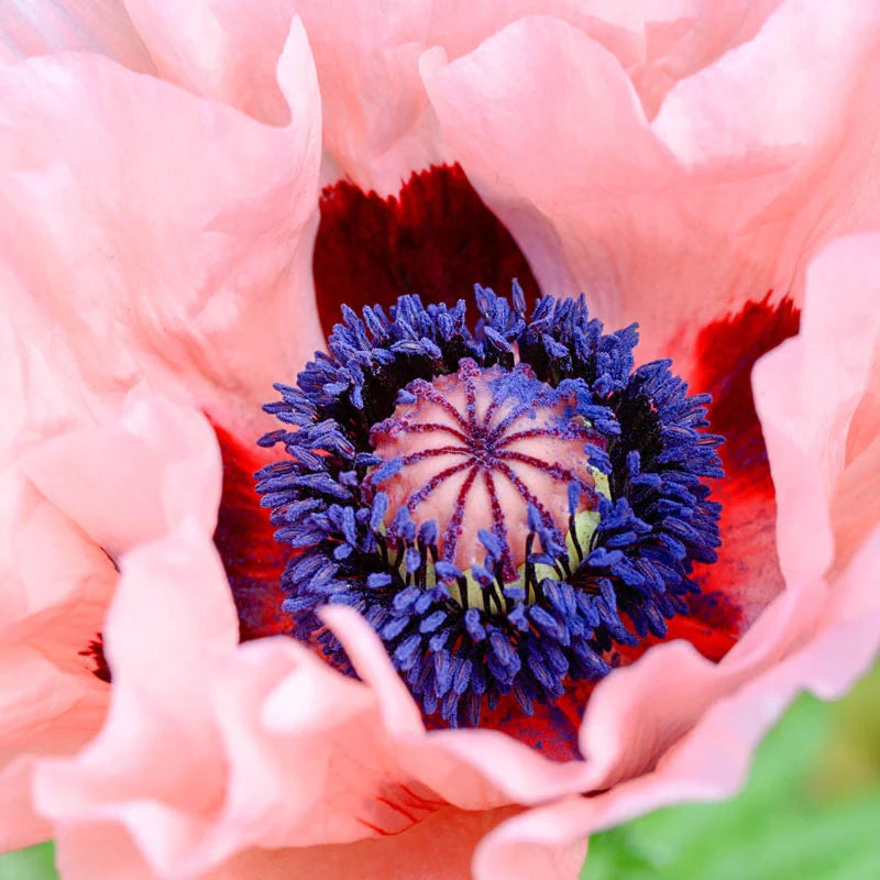 Mrs Perry Oriental Poppy – Brecks Canada