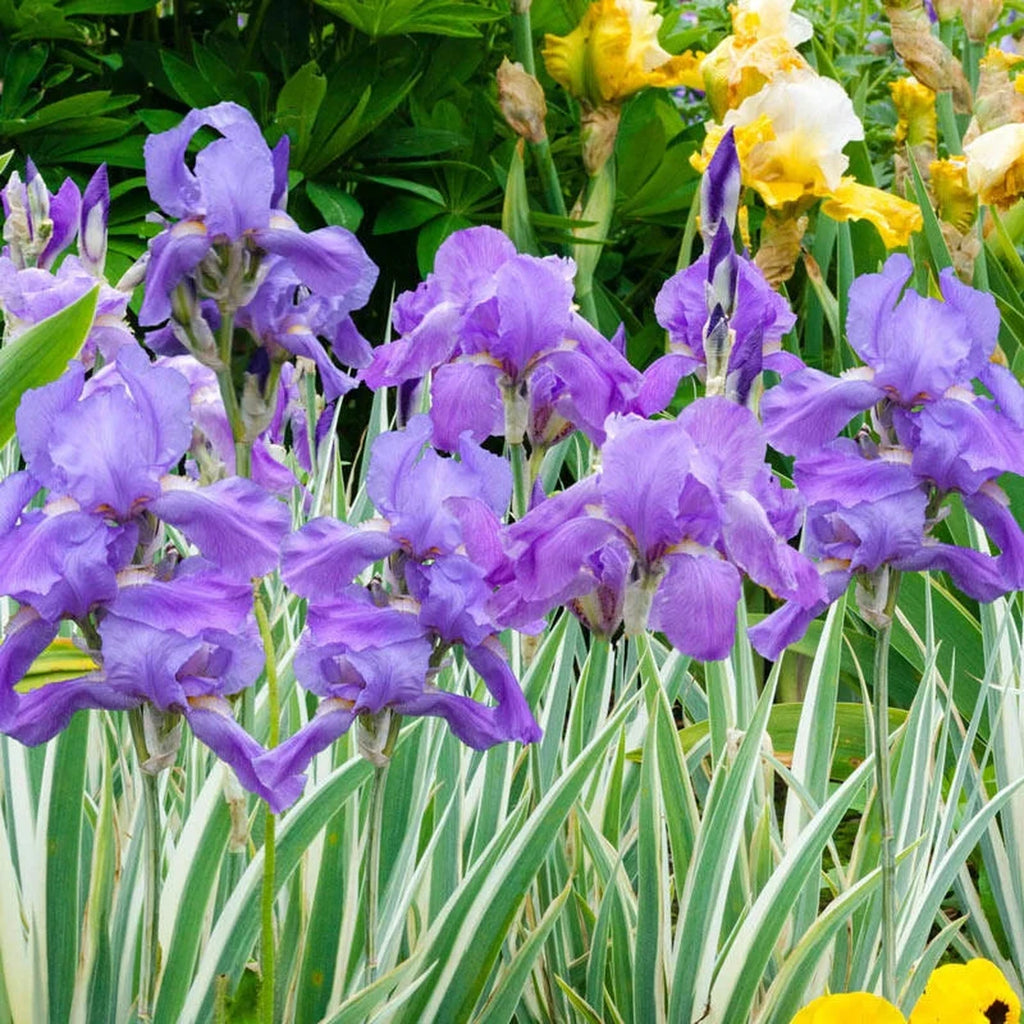 Shop Pallida Variegata Silver Iris | Breck's Bulbs Canada
