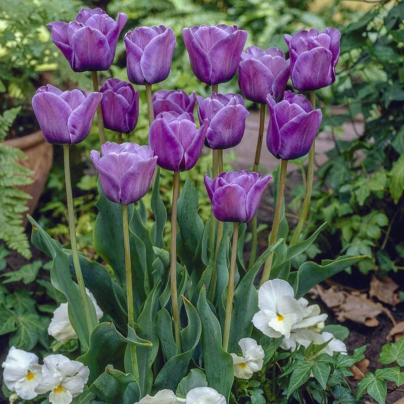 Bleu Aimable Tulip Bulbs | Buy Online | Breck's Bulbs Canada – Brecks ...