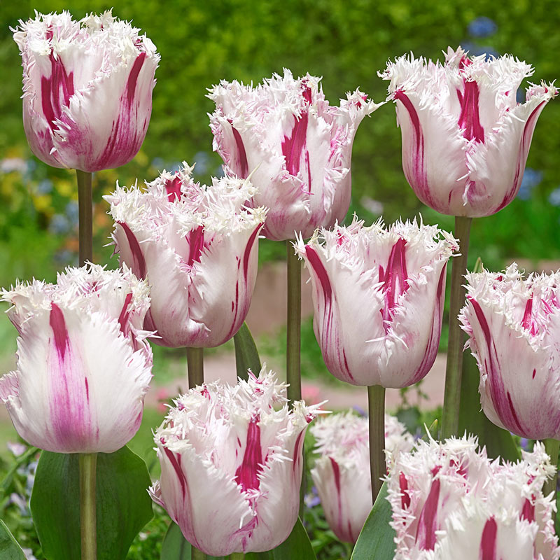 Tulip bulbs shipped from Holland to Canada