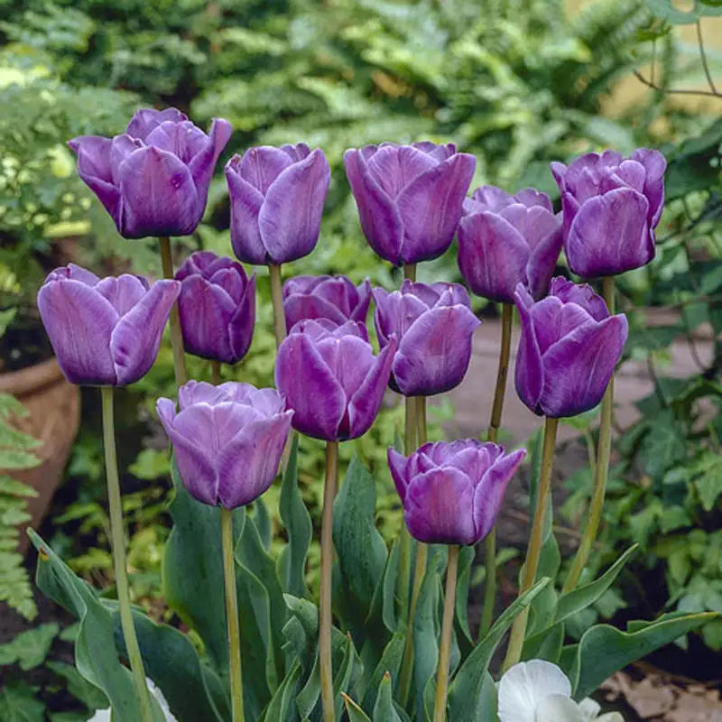 Bleu Aimable Tulip Bulbs | Buy Online – Breck's