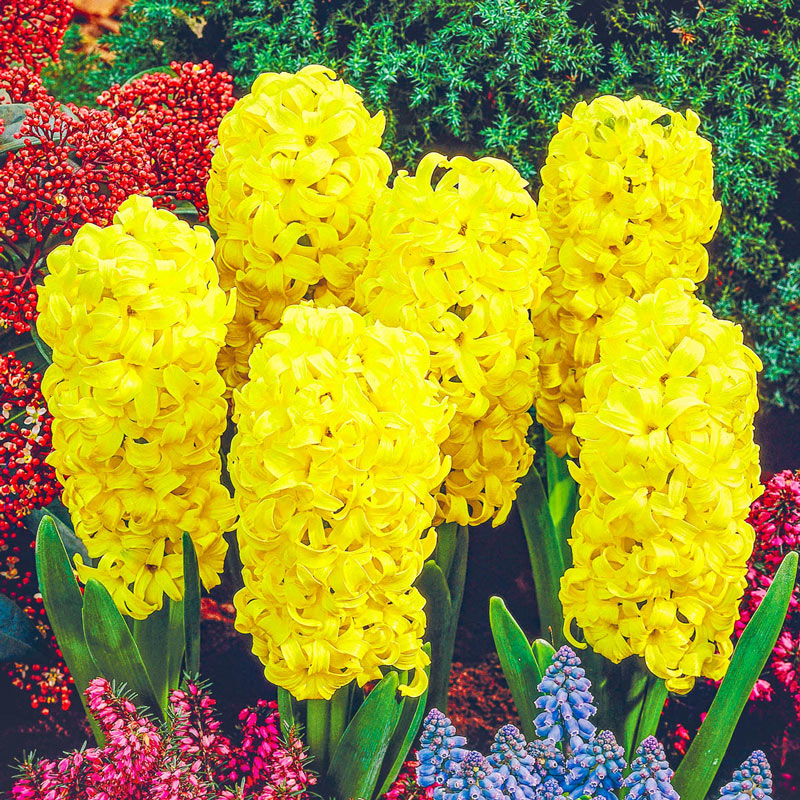 City of Haarlem Hyacinth | Buy Online | Breck's Canada