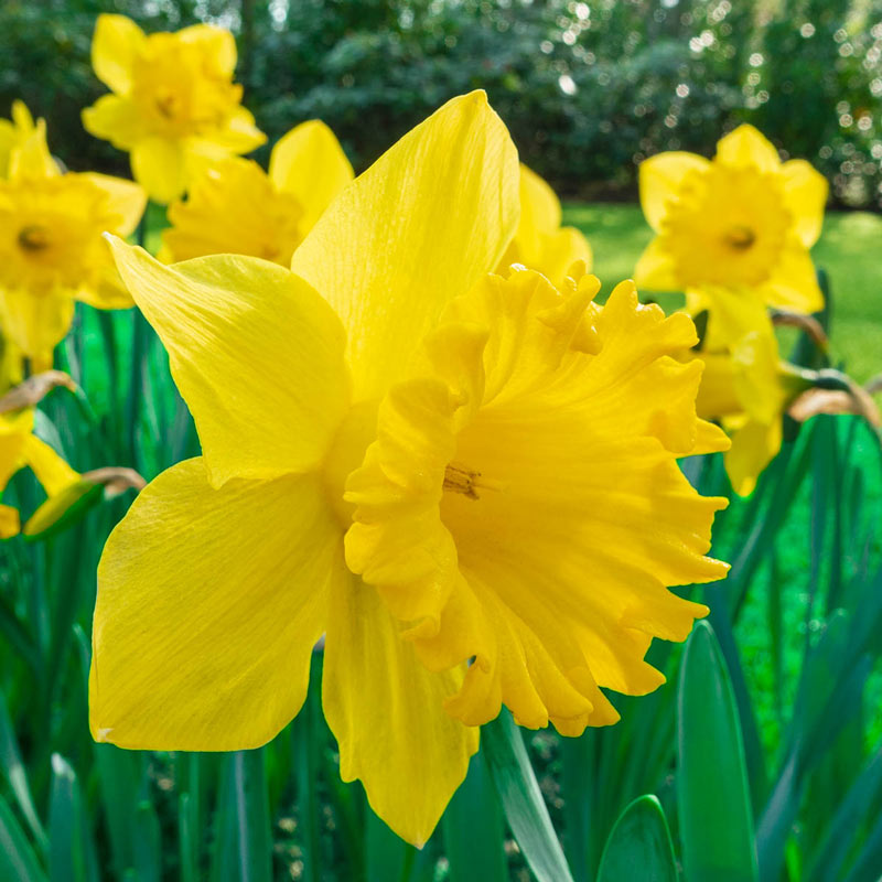 Yellow Trumpet Daffodils Super Sak | Breck's Bulbs Canada – Brecks Canada