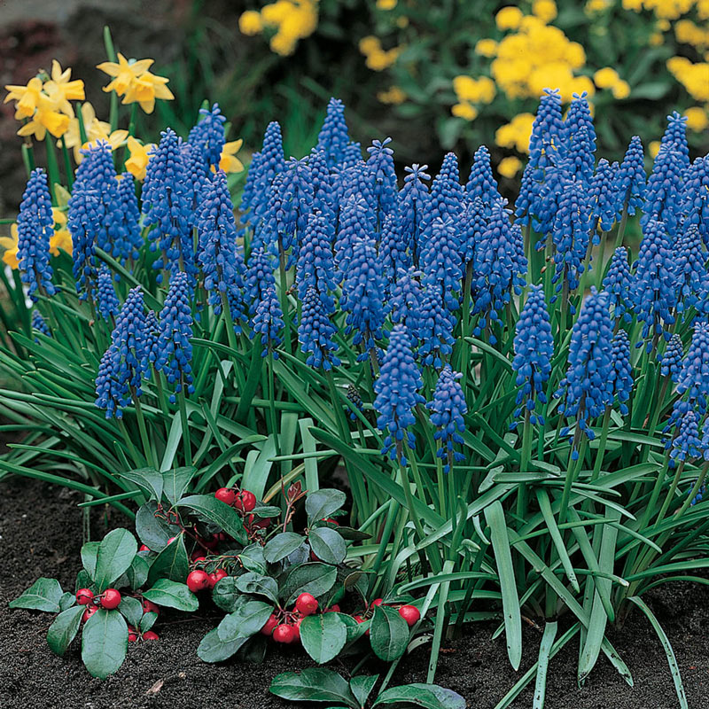 Shop Blue Grape Hyacinth Super Sak | Breck's Bulbs Canada – Brecks Canada