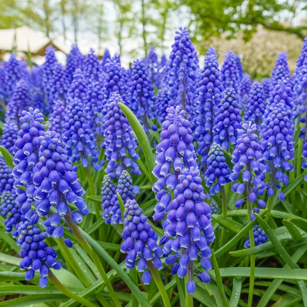 Shop Blue Grape Hyacinth Super Sak | Breck's Bulbs Canada