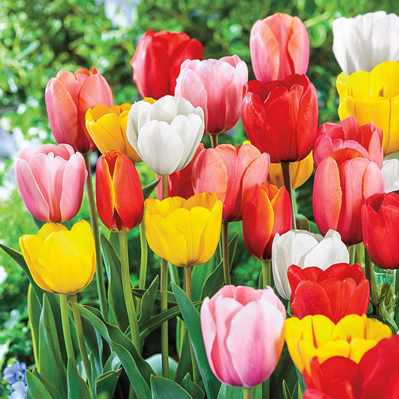 Buy Perennial Tulip Mixture Super Sak | Breck's Bulbs Canada – Brecks ...