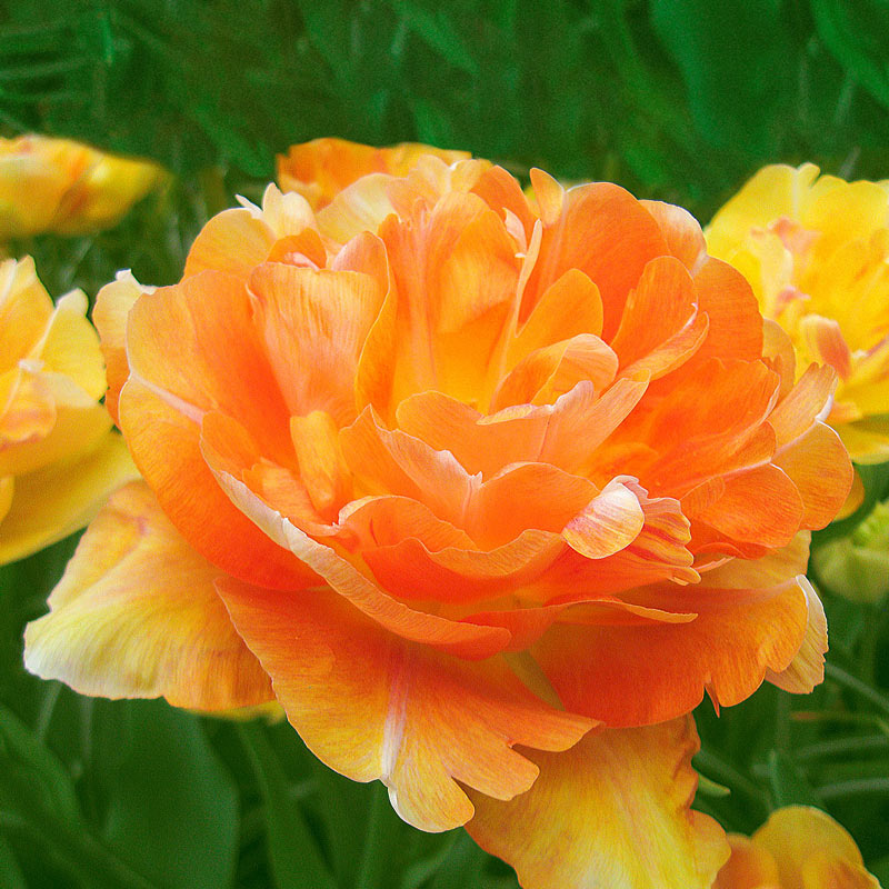 Charming Beauty Tulip | Spring Bulbs | Breck's Bulbs Canada – Brecks Canada