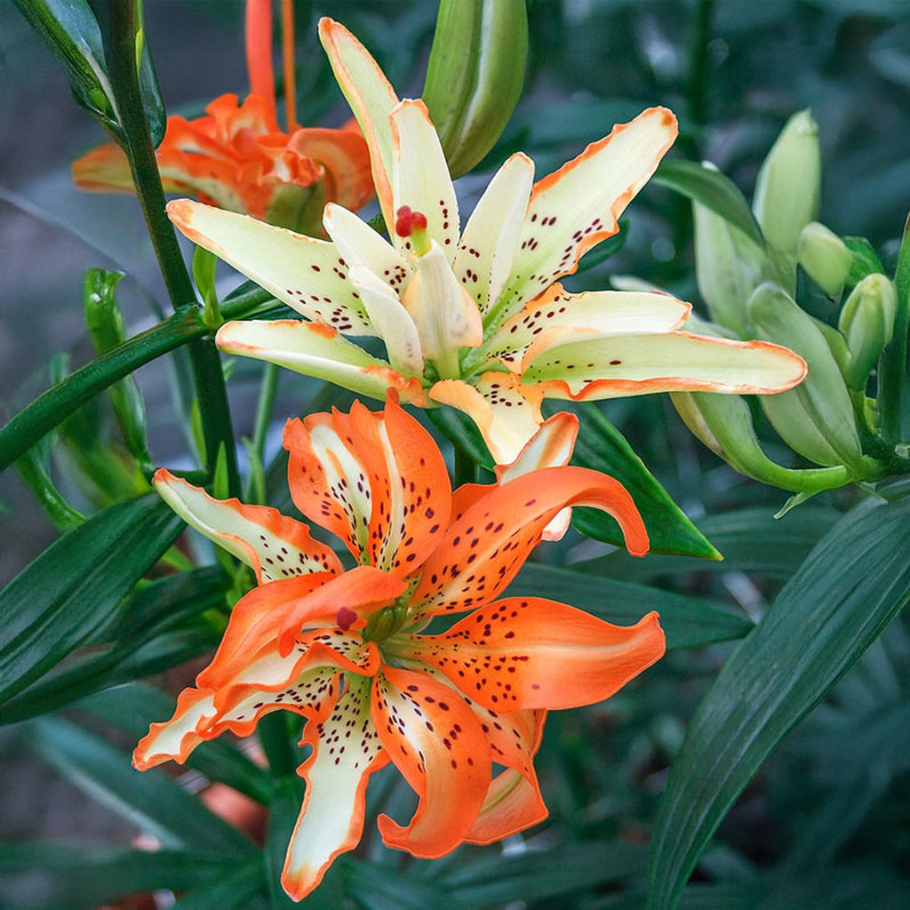 Must See Lily – Breck's