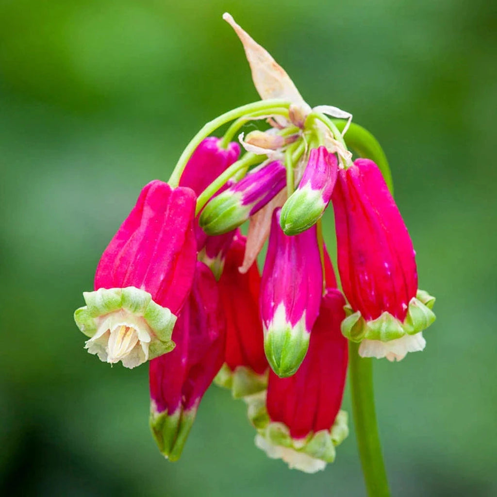 Buy Firecracker Flower | Dichelostemma ida maia | Breck's