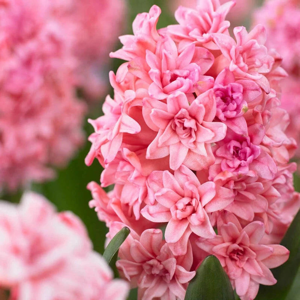Spring Beauty Double Hyacinth Bulbs | Breck's Bulbs Canada