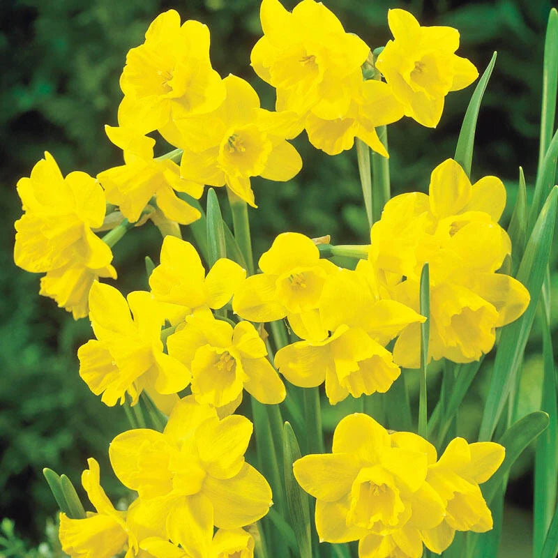 Buy Sweetness Daffodil | Spring Bulbs | Breck's Canada