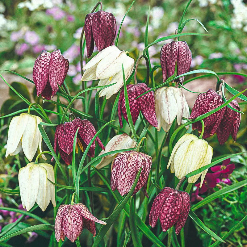 Guinea-Hen Flower – Breck's