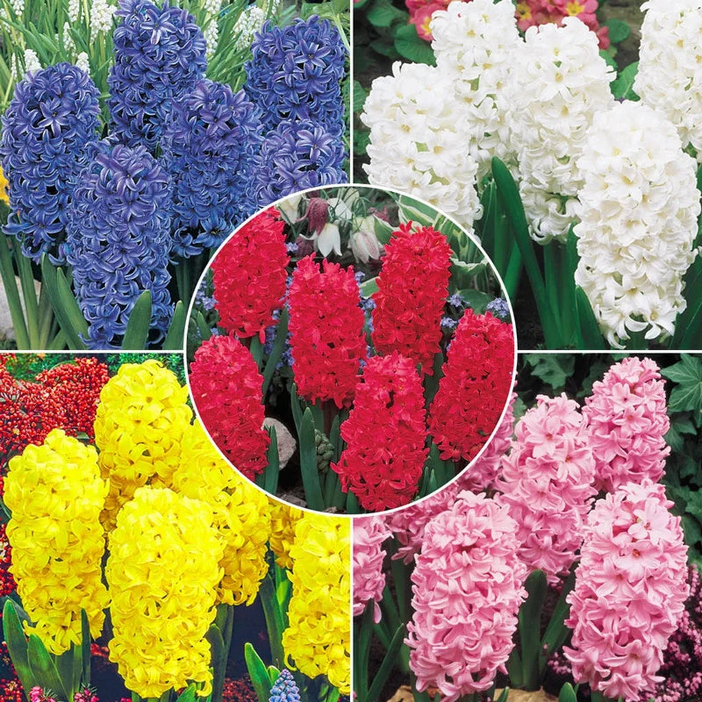 Jewel Hyacinth Collection – Breck's